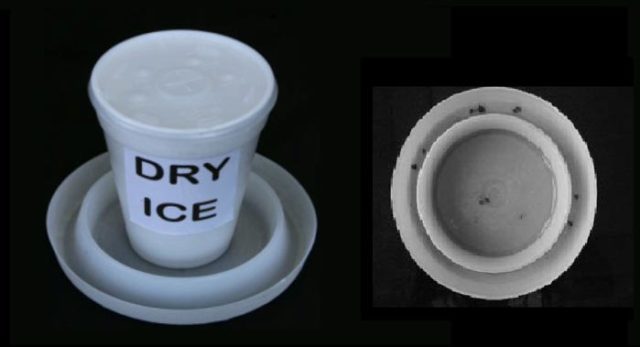 Best Bed Bugs Traps- DIY Homemade, Co2, Yeast + Reviews | Pestbugs