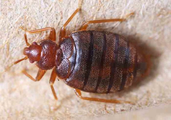 Bed Bug Shells, Cast Skin & Exoskeleton | Pestbugs