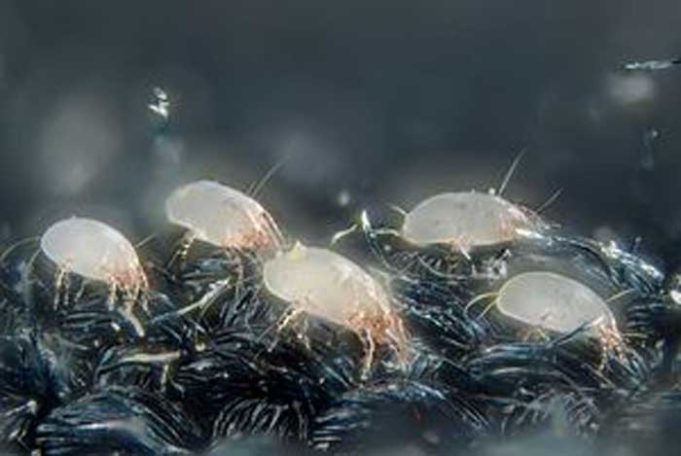 Can you See Dust Mites? Pictures, of how hey look like, Habitat, Food ...