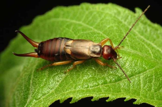 Earwig Bug-What they are, Pictures, Types, Origin + more Facts & Faqs ...