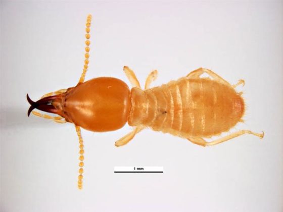 Formosan Termites Pictures, Signs Treatment & Damage | Pestbugs