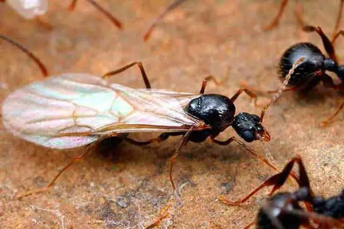 What do Termites look like? Pictures, Size, Color & Look-alikes | Pestbugs