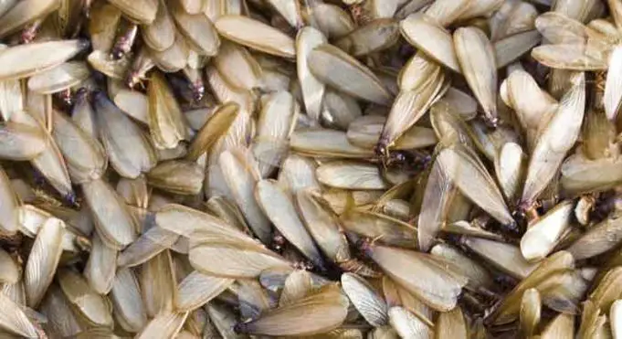 Flying Termites with Wings (Swarmers) Pictures & How to get Rid | Pestbugs