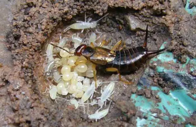 Earwig Bug-What they are, Pictures, Types, Origin + more Facts & Faqs ...