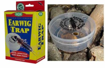 How to get rid of earwigs in House & Garden- Killers, Traps &Repellents ...