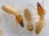 Formosan Termites Pictures, Signs Treatment & Damage | Pestbugs