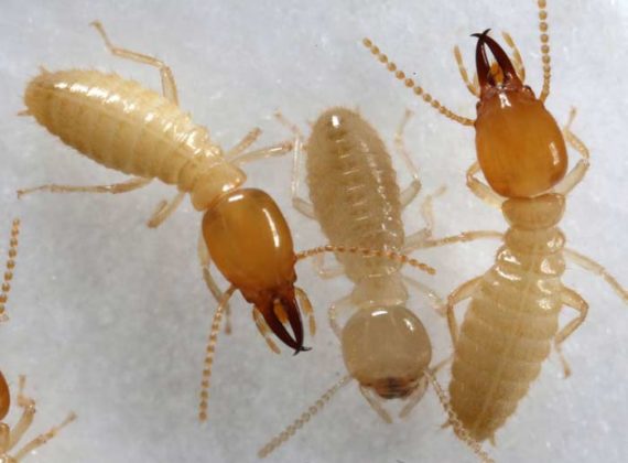 Formosan Termites Pictures, Signs Treatment & Damage | Pestbugs