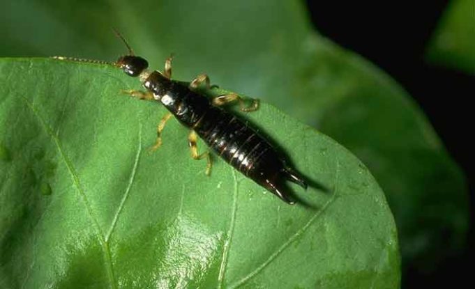 Earwig Bug-What they are, Pictures, Types, Origin + more Facts & Faqs ...