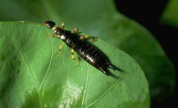 Earwig Bug-What they are, Pictures, Types, Origin + more Facts & Faqs ...