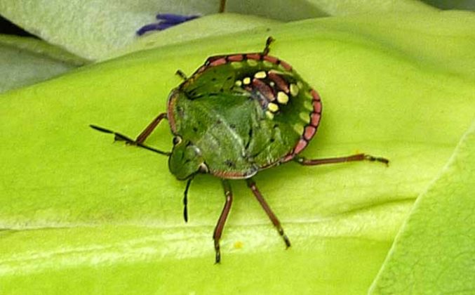 Where do Stink Bugs come from, Live, Fly, Attractants, Types, Facts ...
