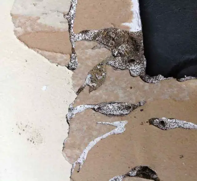 Termites Damage, Pictures, Repair Cost, Ceiling, Floors, Wood & Fix ...