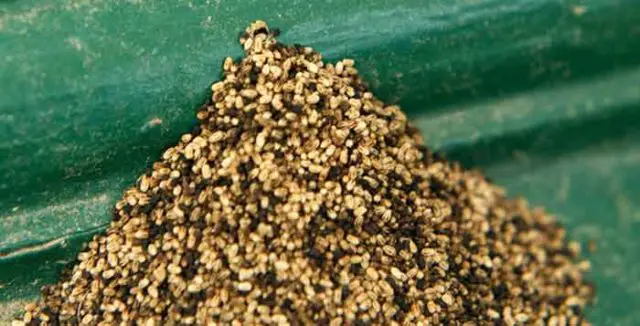 Termite Droppings-Drywood, what they look like, Health Risks, Clean vs ...