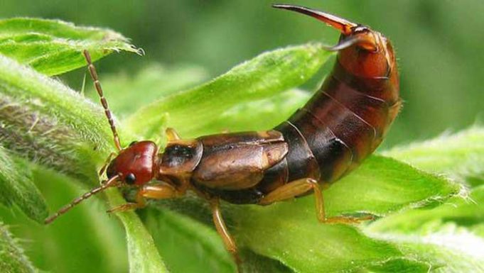 Earwig Bug-What they are, Pictures, Types, Origin + more Facts & Faqs ...