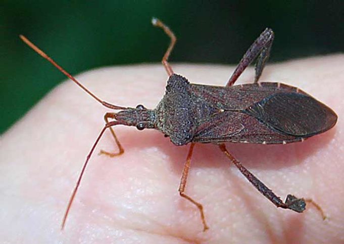 Do Stink Bugs Bite? Are they Harmful or Poisonous to pets & Humans ...