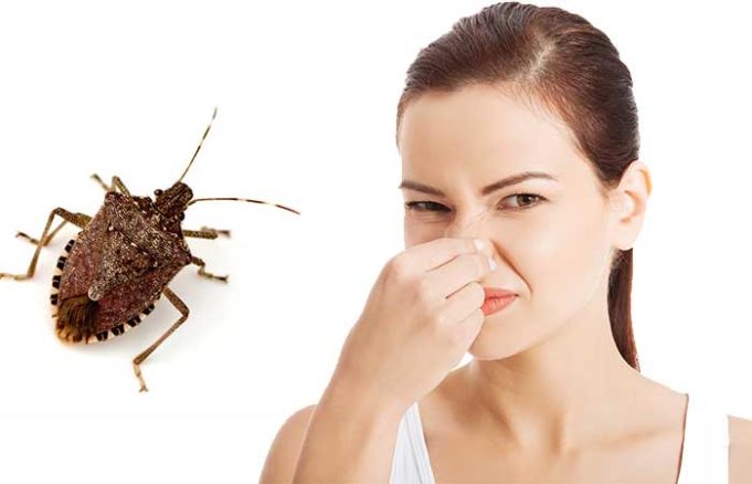 What Do Stink Bugs Smell Like? How to get Rid & Lasting time | Pestbugs