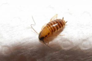 Baby Roaches: How they look like, Pictures & Get Rid Ideas | Pestbugs