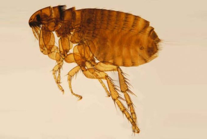 How long do Flea Bites Last? | Pestbugs