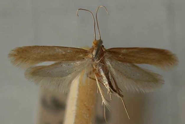 What Do Moths Eat? Why do they Feed on Clothes? | Pestbugs