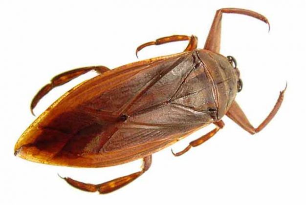 Giant Water Bugs- Babies,Pictures, Types, Identification, Diet & More ...