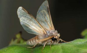 Life Cycle of a Moth | Pestbugs