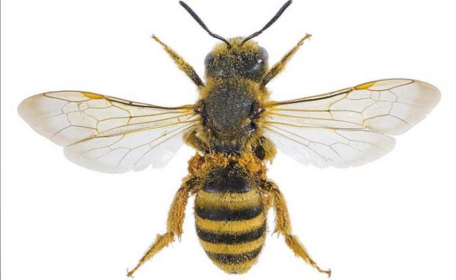 How to get rid of Sweat Bees in Pool & Yard | Pestbugs How to get rid of Sweat Bees in Pool & Yard | Pestbugs