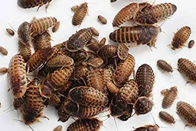 Baby Roaches: How they look like, Pictures & Get Rid Ideas | Pestbugs