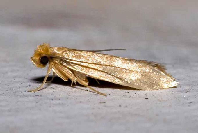 Common Moth Types + Pictures | Pestbugs