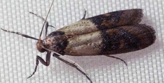 House Moths - Where They Come from, Identification Causes, Attractants ...