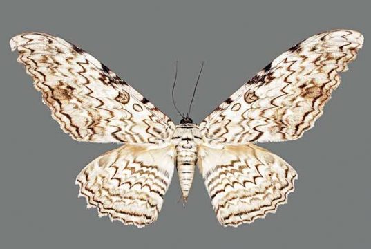 Common Moth Types + Pictures | Pestbugs