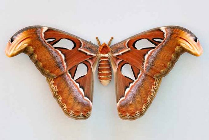 Common Moth Types + Pictures | Pestbugs