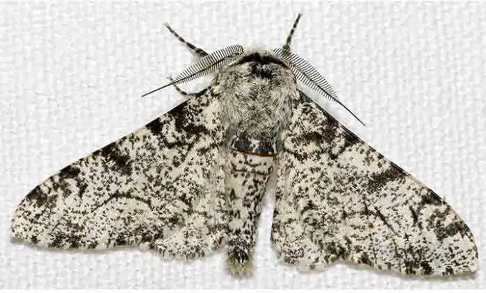 Common Moth Types + Pictures | Pestbugs